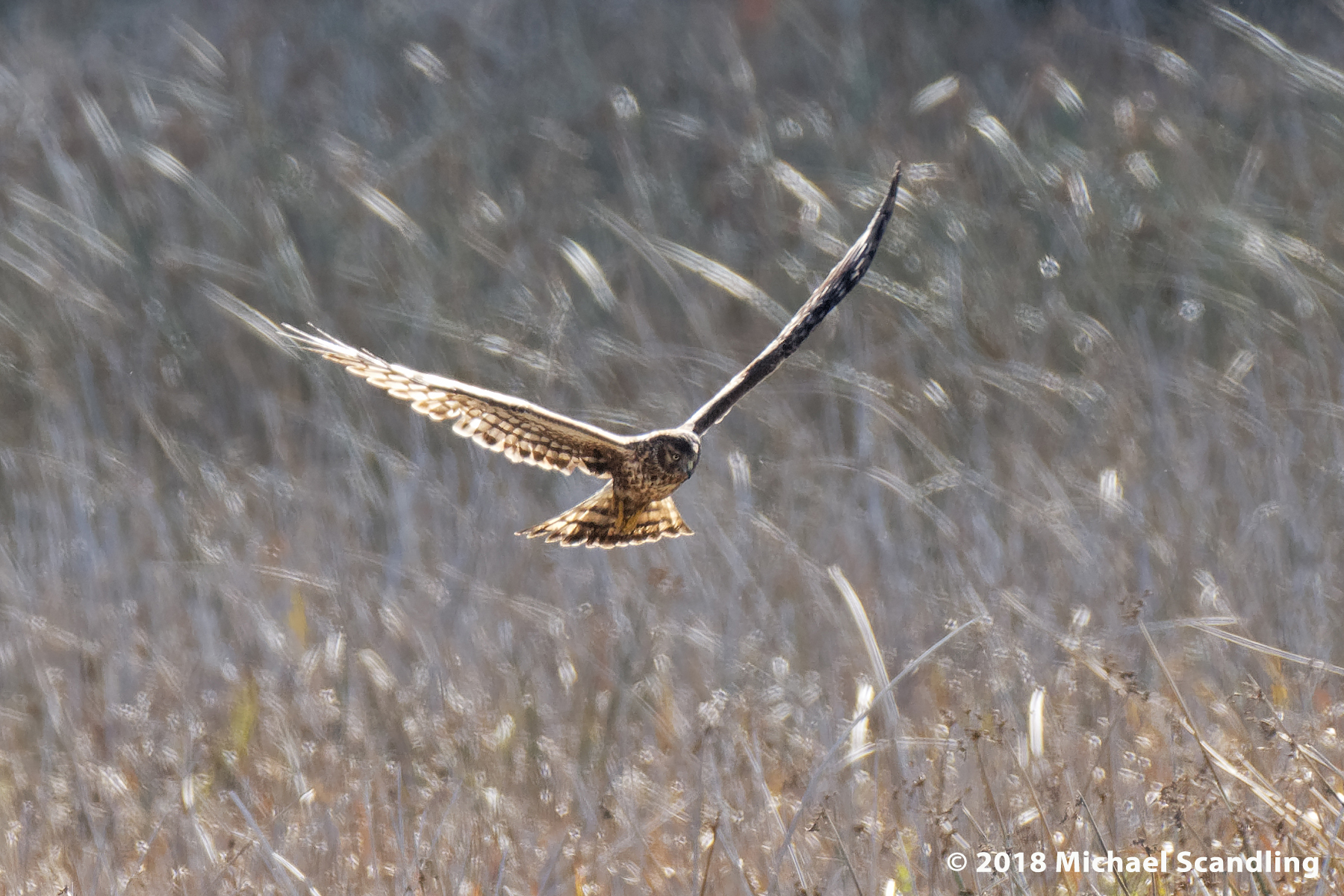 Happy Hunting Harrier – AMAGA Photography Blog